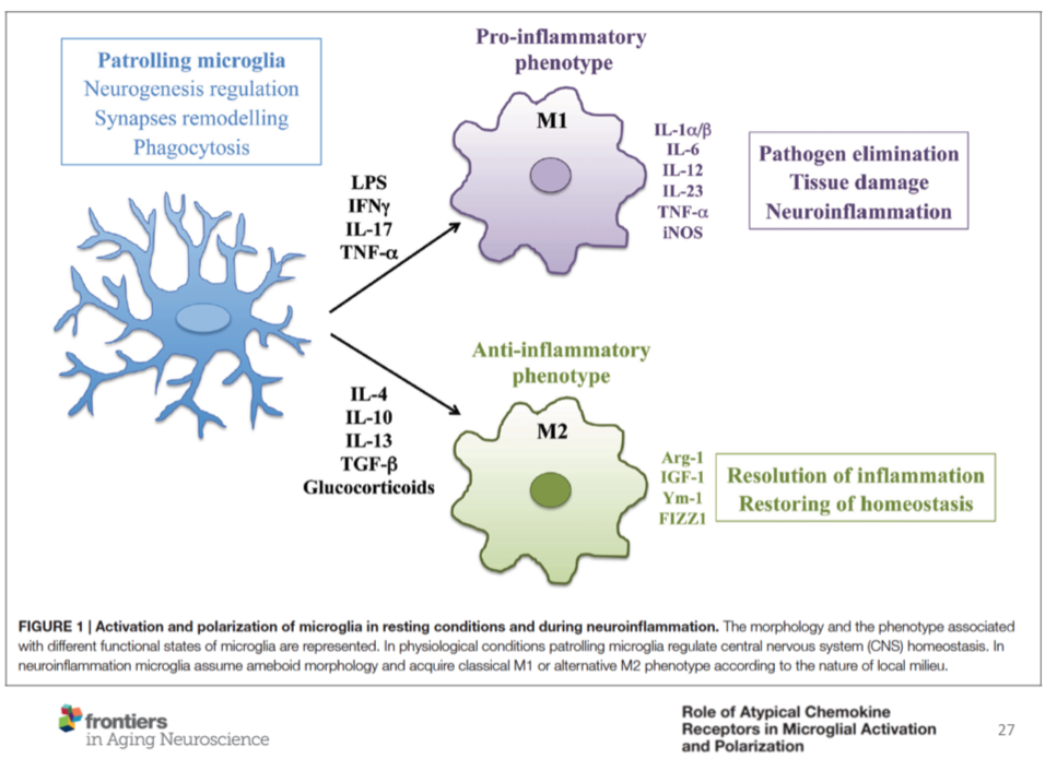 la neuro-inflammation et les microglia | Xavier Kern Naturopathe ...